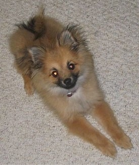 Pomapoo Full Grown Brown